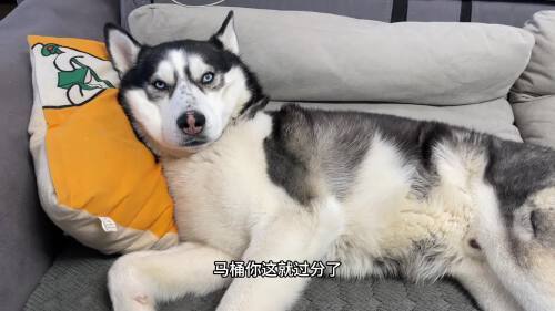 狗狗打架被主人臭骂一顿,当它回到家那一刻,你们都憋住别笑!