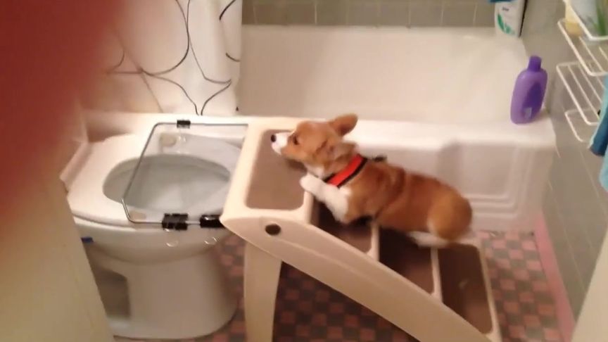 会自己上厕所蹲马桶的狗狗,好聪明