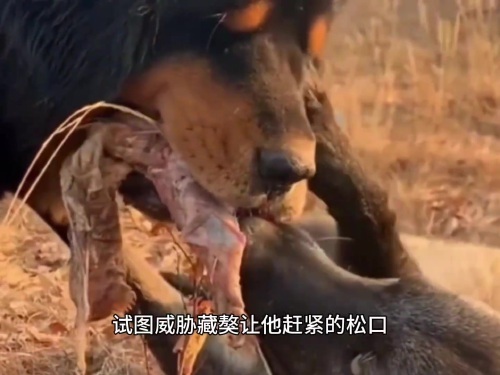 在一场激烈的对撞中,藏獒为了尊严,最终能否抵挡野狼的威胁?
