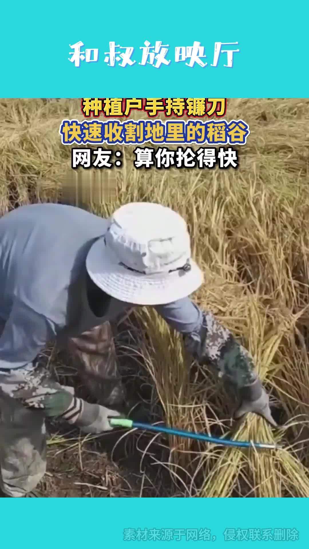 种植户手持镰刀,快速收割地里的稻谷,网友:算你抡得快