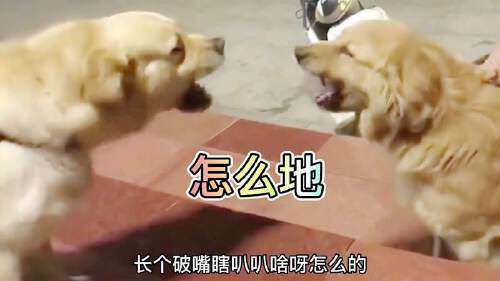 二哈躺枪现场!两狗激烈吵架它却突然路过成焦点