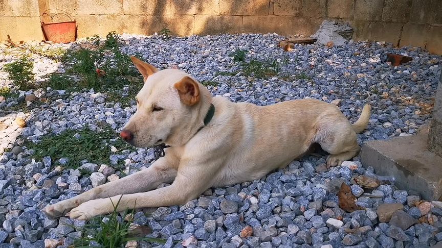忠犬充电站;一起来了解一下比亚迪新能源电动汽车是怎么充电的