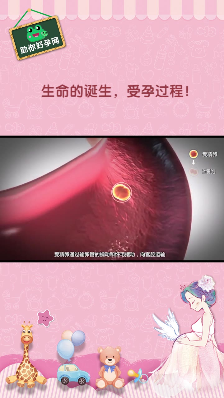 生命的诞生,受孕过程 一分钟了解子宫,卵巢,排卵,受精,着床,胎儿发育。...