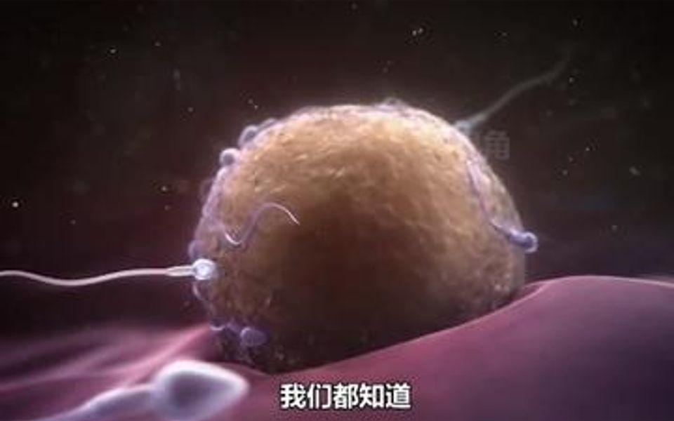 人体细胞分裂次数极限约为40到60次,这其中蕴含着怎样的生命奥秘?