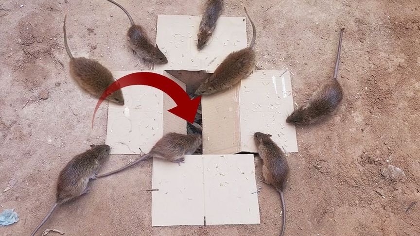 用硬纸板制作简易捕鼠器,让老鼠有来无回,轻松困住小老鼠