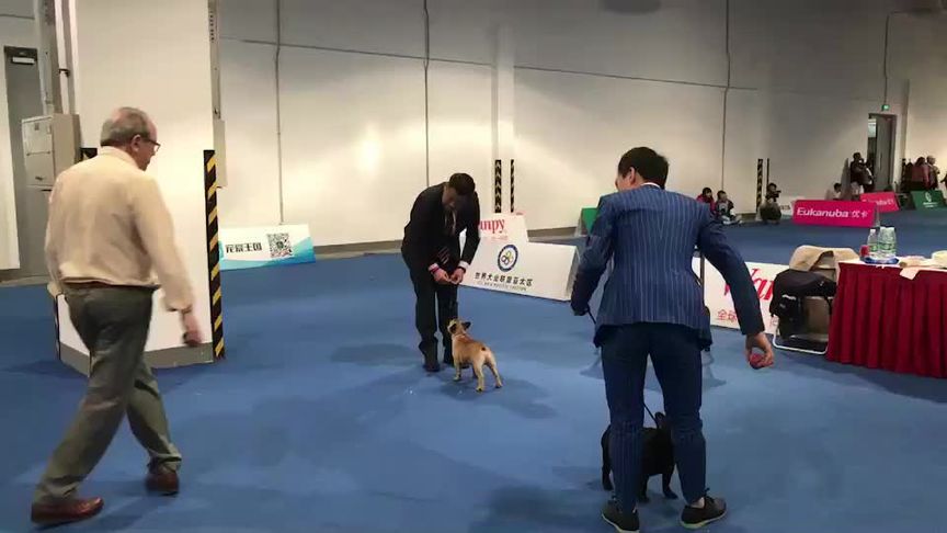 第一次比赛的卡卡在上海世界杯犬展获得了犬种Baby组冠军