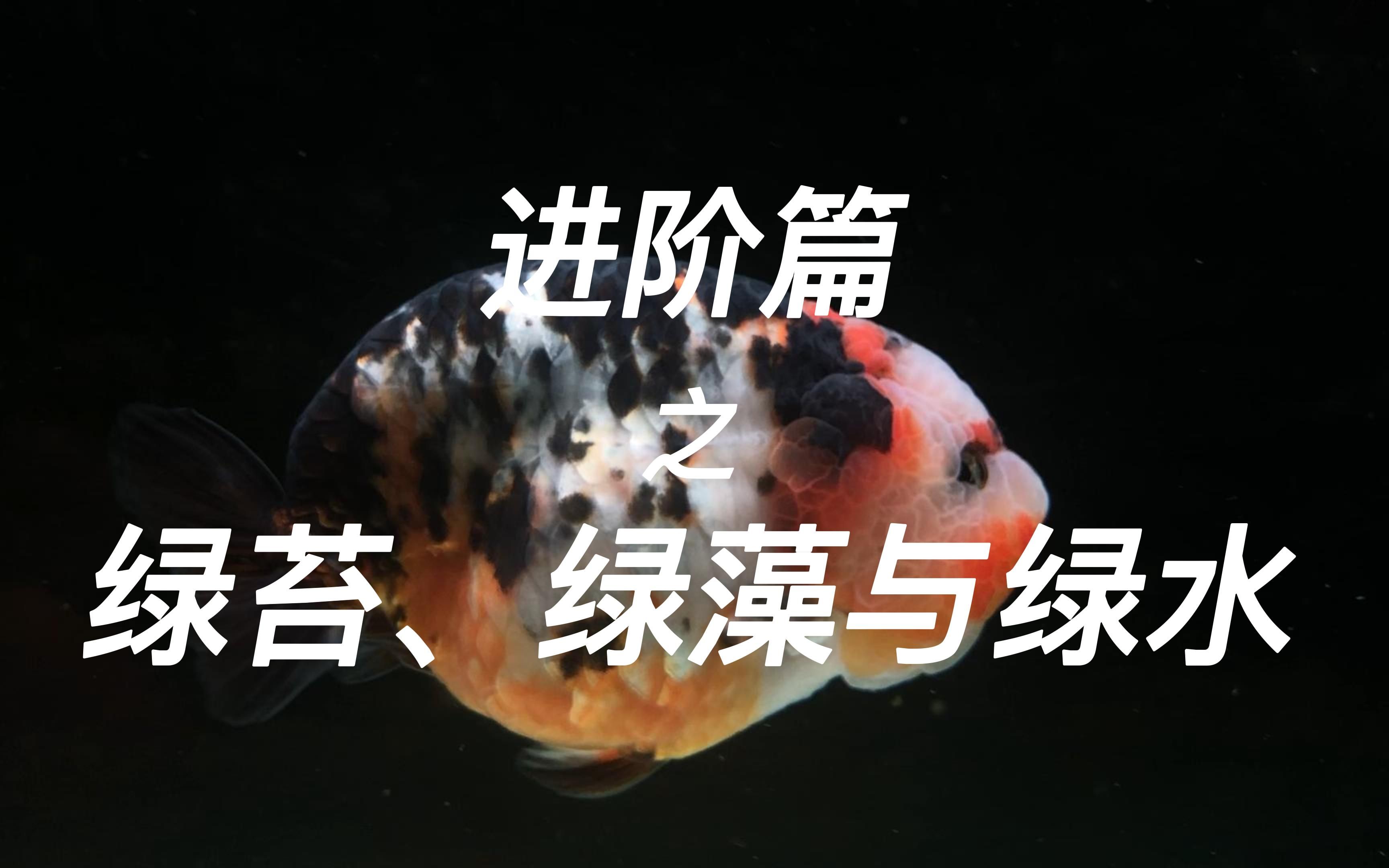 进阶篇:绿苔、绿藻与绿水怎么培养,以及如何治理