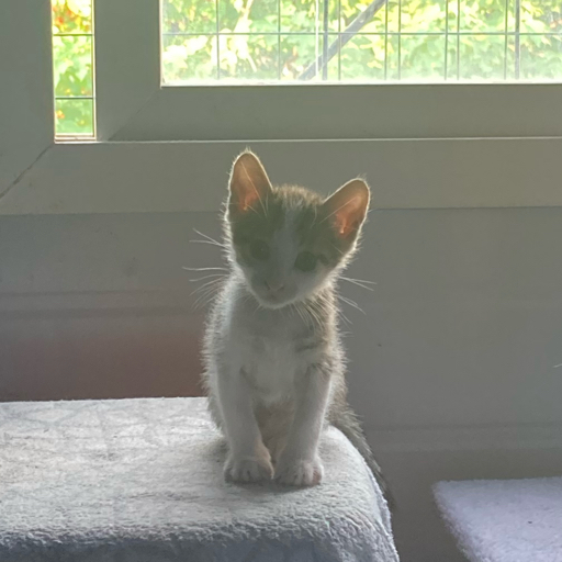 奶猫也是英雄 