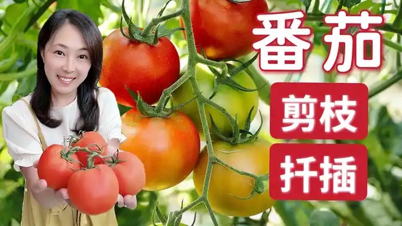 西红柿种植:简单三步修剪,剪下的枝不要扔,一棵变很多棵