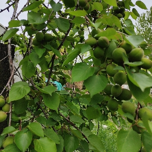 爱种果树的胖仔 