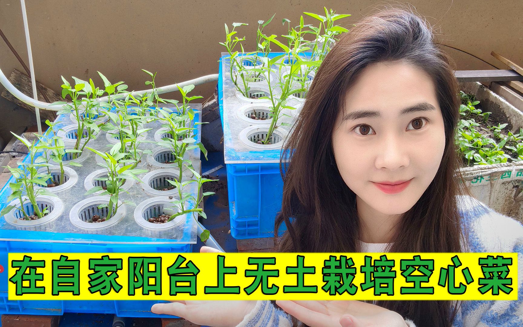 在自家阳台上无土栽培空心菜 水培有机蔬菜技术