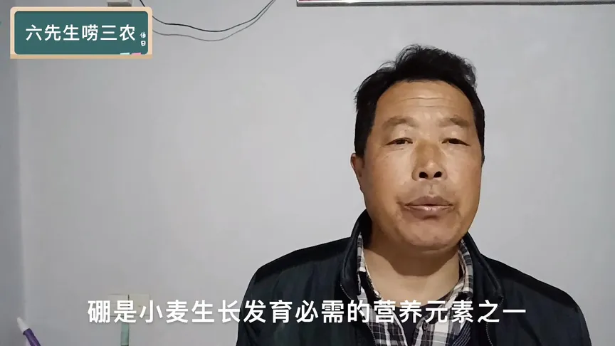 小麦施“硼肥”很关键,六先生为您揭秘硼肥使用技巧和注意事项