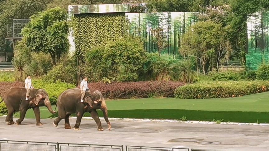 深圳动物园大象表演