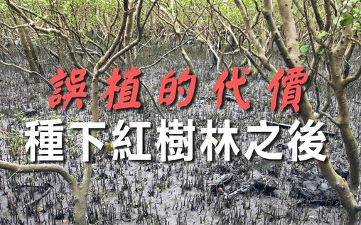 ...岛》第1088集 20210111湿地生态误植的代价种下红树林之后 _1080p