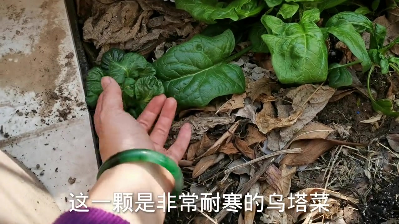木立芦荟也叫龙爪菊，消炎杀菌，多年生，种一盆全家吃