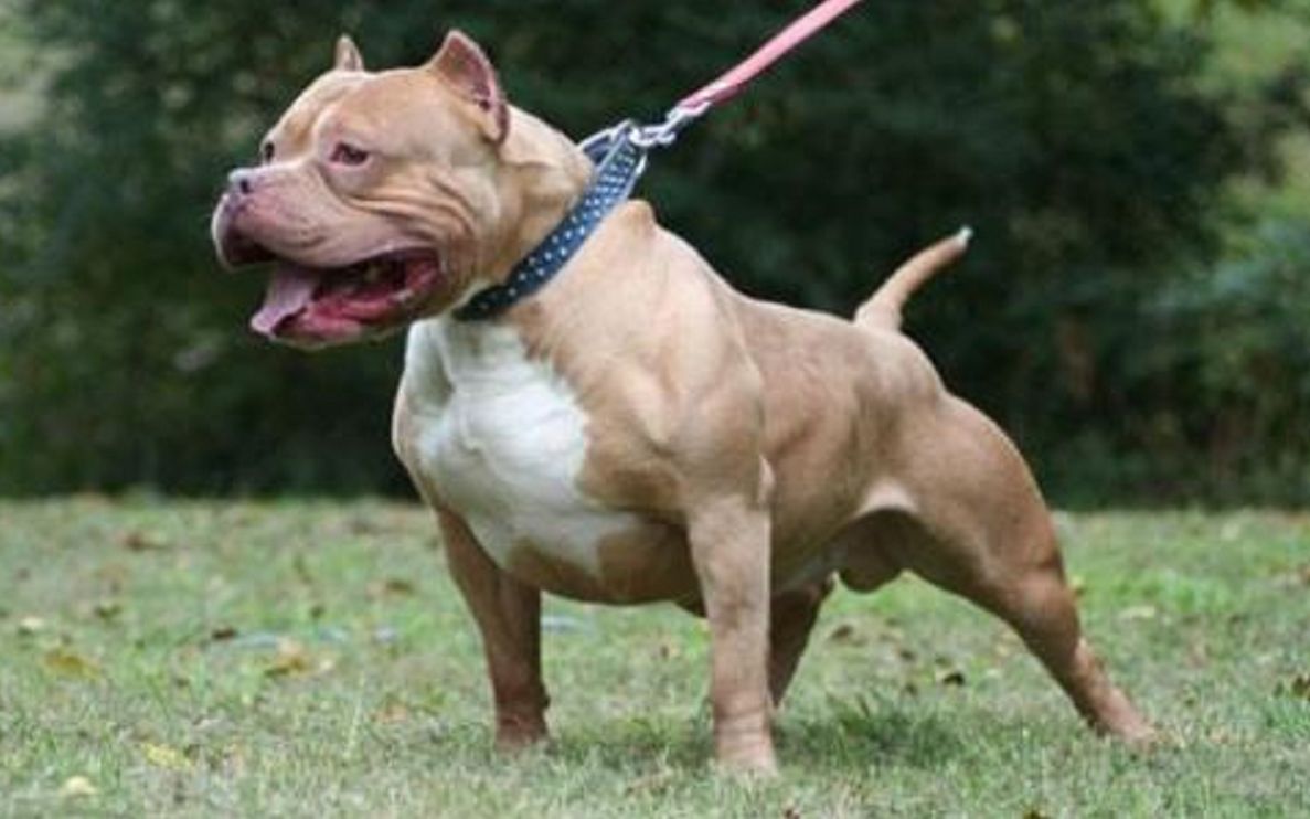 世界上最凶猛的犬,四肌发达杀伤力极强,连藏獒都惧怕无比!
