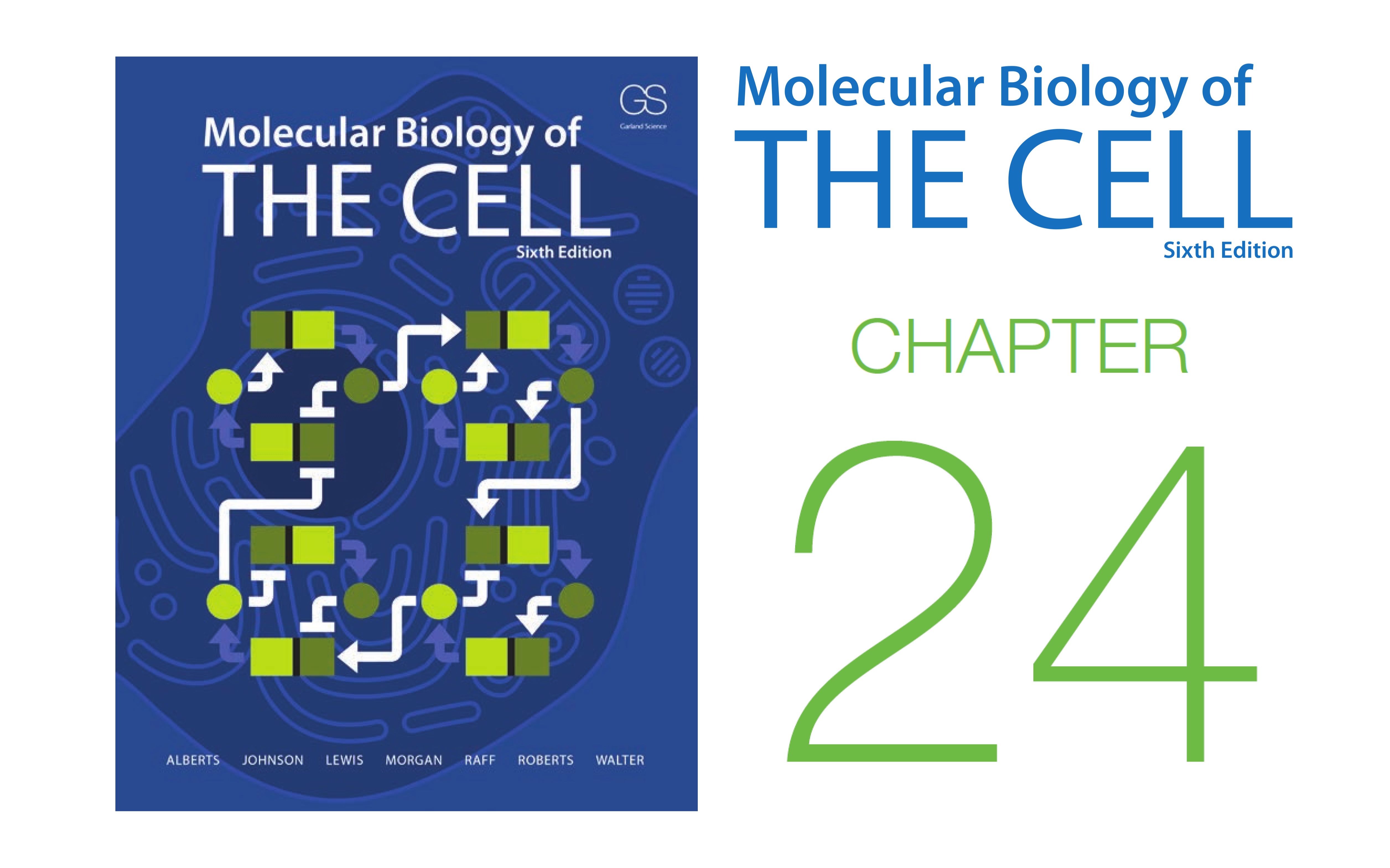 《细胞的分子生物学》第24章 天然免疫与适应性免疫 配套视频(字幕重...