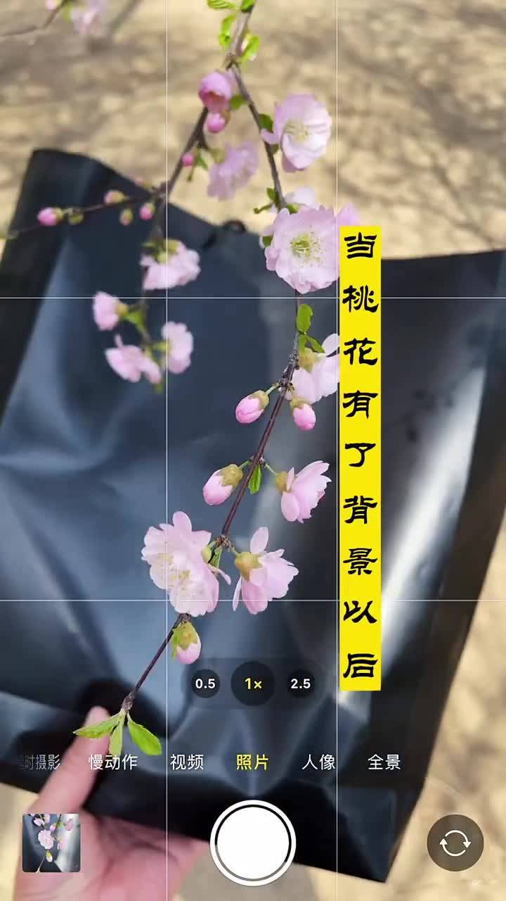 当桃花有背景以后…… #唯美意境