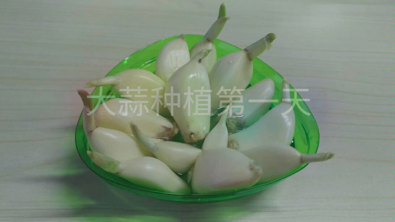 大蒜水植,让我们一起见证植物的神奇生长