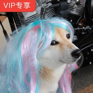 大雄家的猫咪 