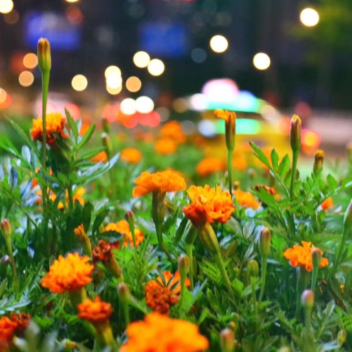 西瓜社长的日常 