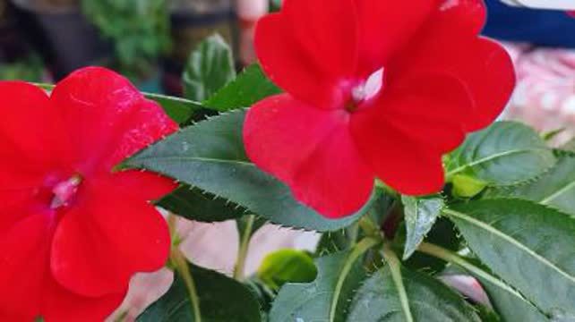 一朵完整的花的结构