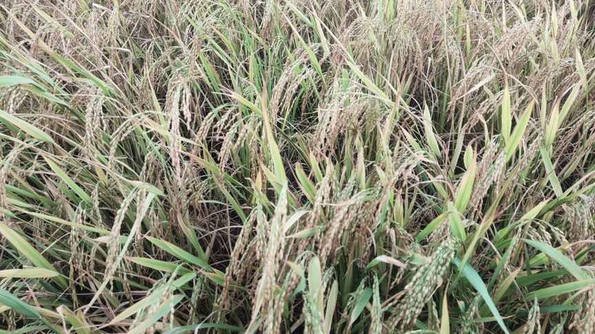 稻谷很快成熟了己有些变金黄,用不了多久农民收割又要忙起来了