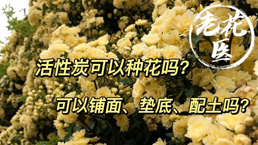 什么是活性炭?活性炭可以种花吗?可以配土、铺面、垫底吗