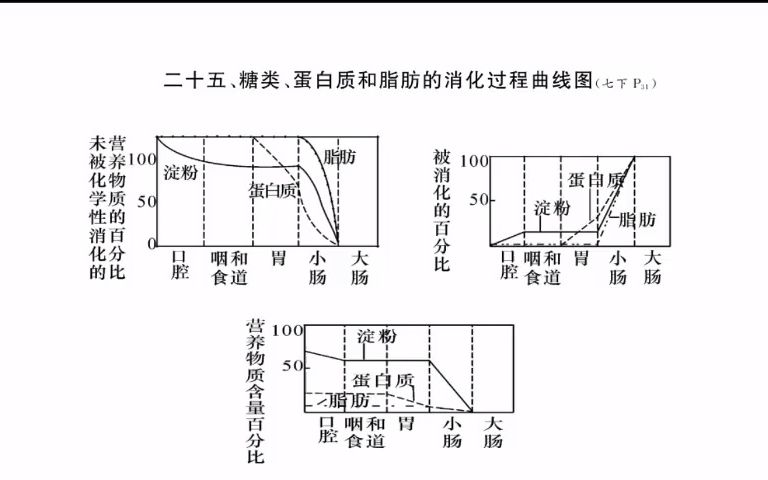 25.糖类、蛋白质和脂肪的消化过程曲线图