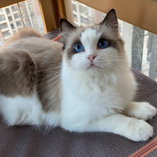 桃桃芝士老酱油 