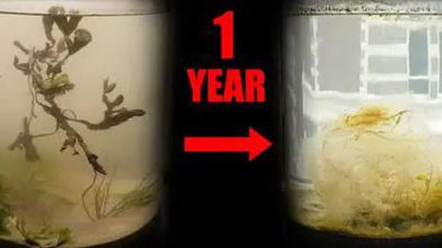 用海水制作生态瓶,将海藻等生物放里面,1年后会变成啥样?