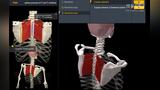 3D动画课堂|菱形肌功能分析