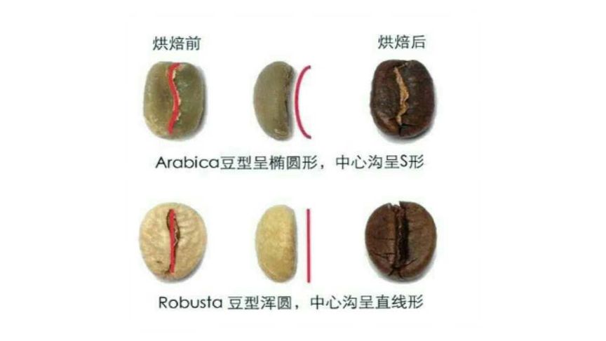 一张图辨别阿拉比卡与罗布斯塔咖啡豆的区别