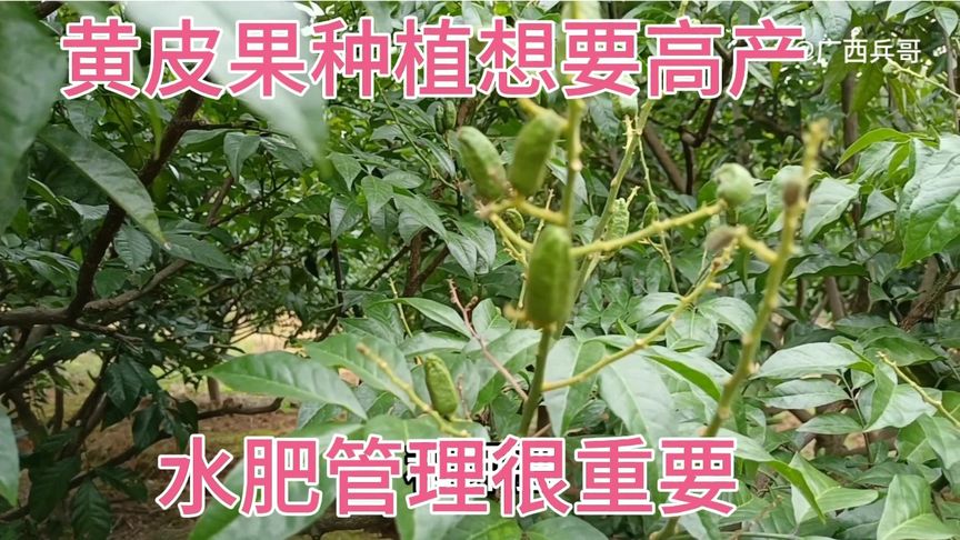 黄皮果种植想要高产,水肥简理很重要,教你施肥五个阶段。