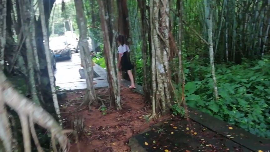 海南岛上百年榕树,你们知道独木成林这个成语是怎么来的吗?