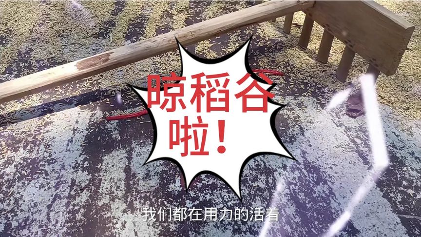 看看你们家乡#是不是#这样晒稻谷的呢?ߘ
