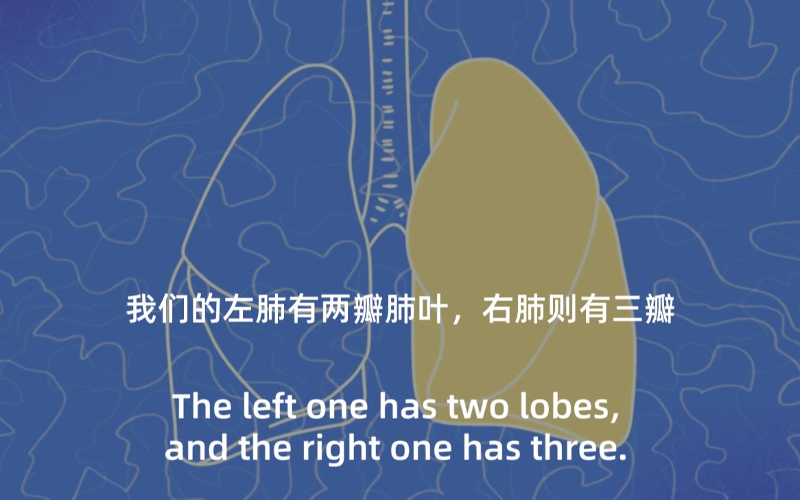 TED科普知识精选:2分钟带你了解我们人体看似对称的外表下的不对称