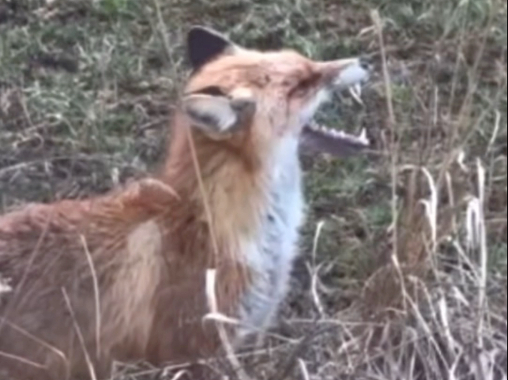 狂犬病发作的狐狸,它的状态非常糟糕