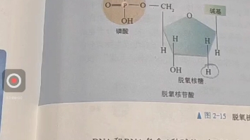 核酸是遗传信息的携带者。