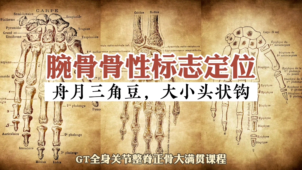 腕骨骨性标志定位:舟月三角豆,大小头状钩