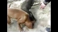 河北辉煌国际獒舍--乌贼vs比特