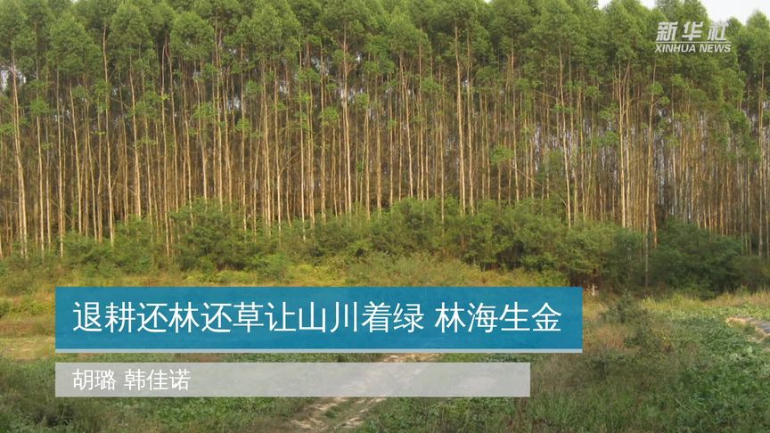 退耕还林还草让山川着绿 林海生金