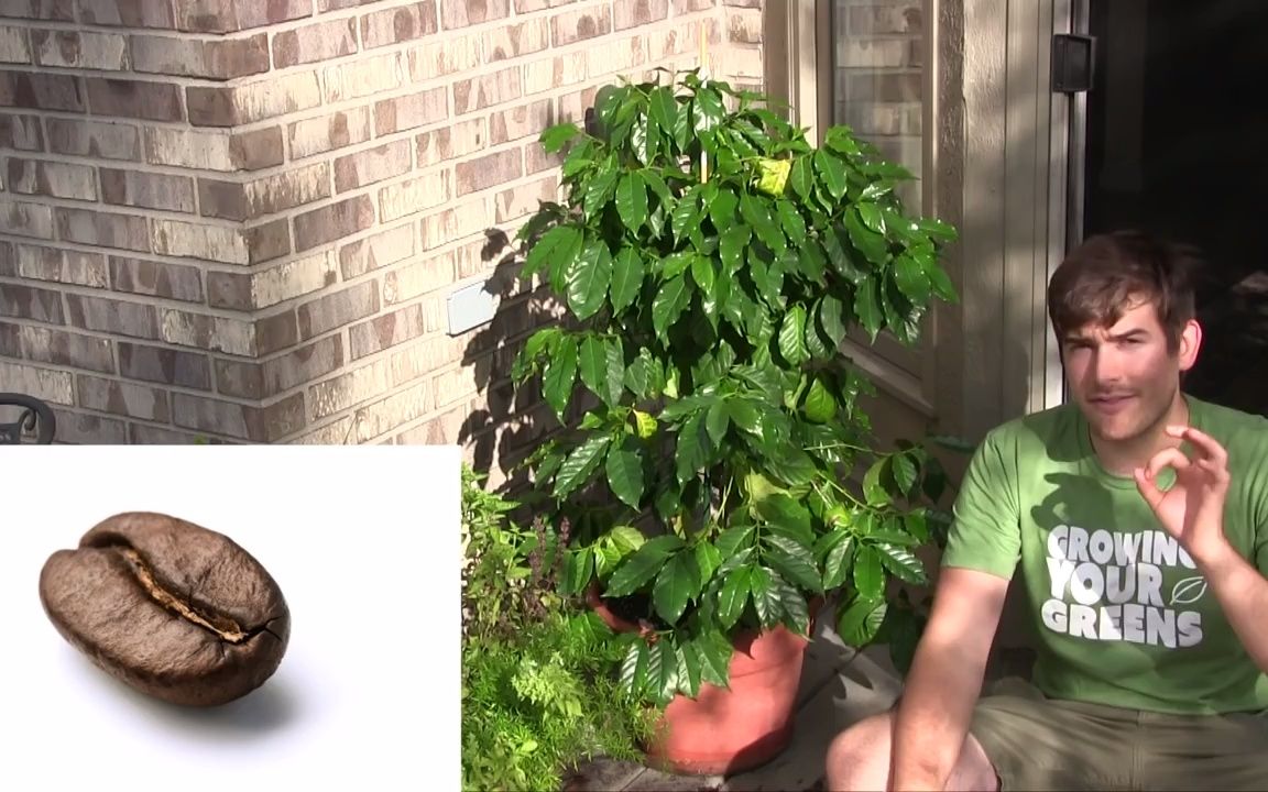 如何在家中的容器中种植咖啡!完整的成长指南