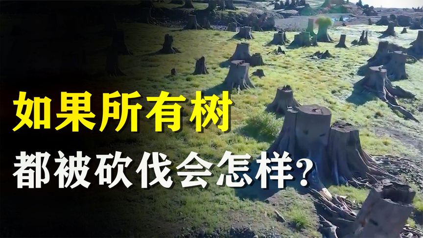 如果世界上的树都被砍倒了,会发生什么呢?