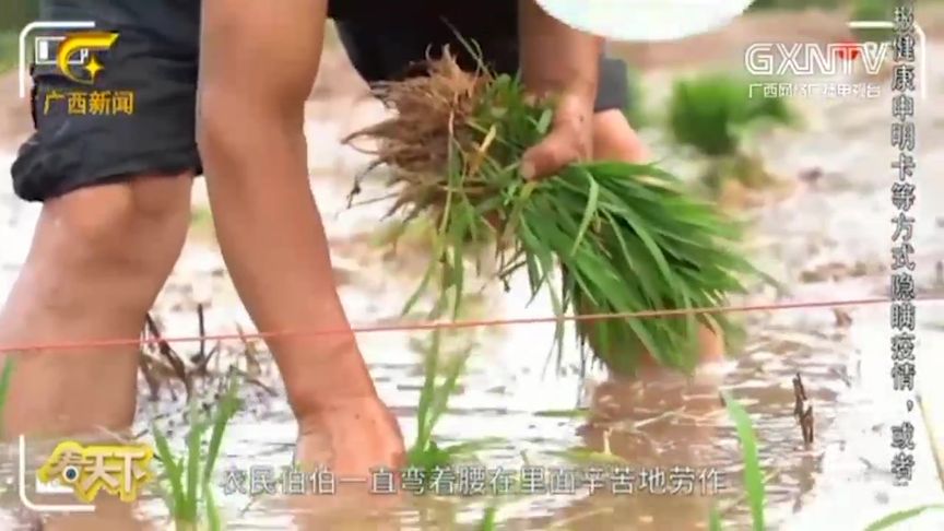种植水稻有多难?跟着记者一起体验插秧,感受一餐一饭的来之不易