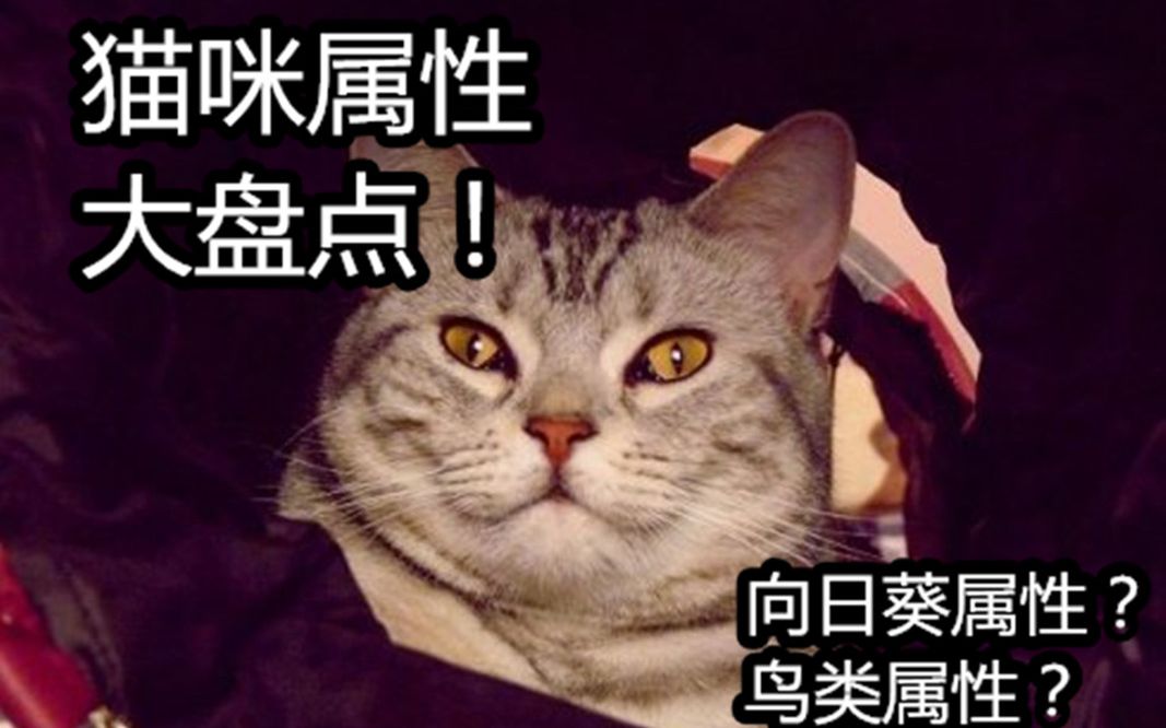 猫咪属性大盘点!快来看看你家主子是啥?