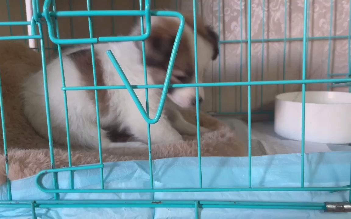 高铁办理宠物托运多少钱