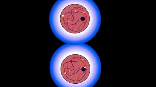 动物细胞有丝分裂过程很复杂?不存在的,看了这个视频后秒懂!