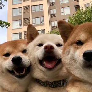 鲨鱼熊啊 