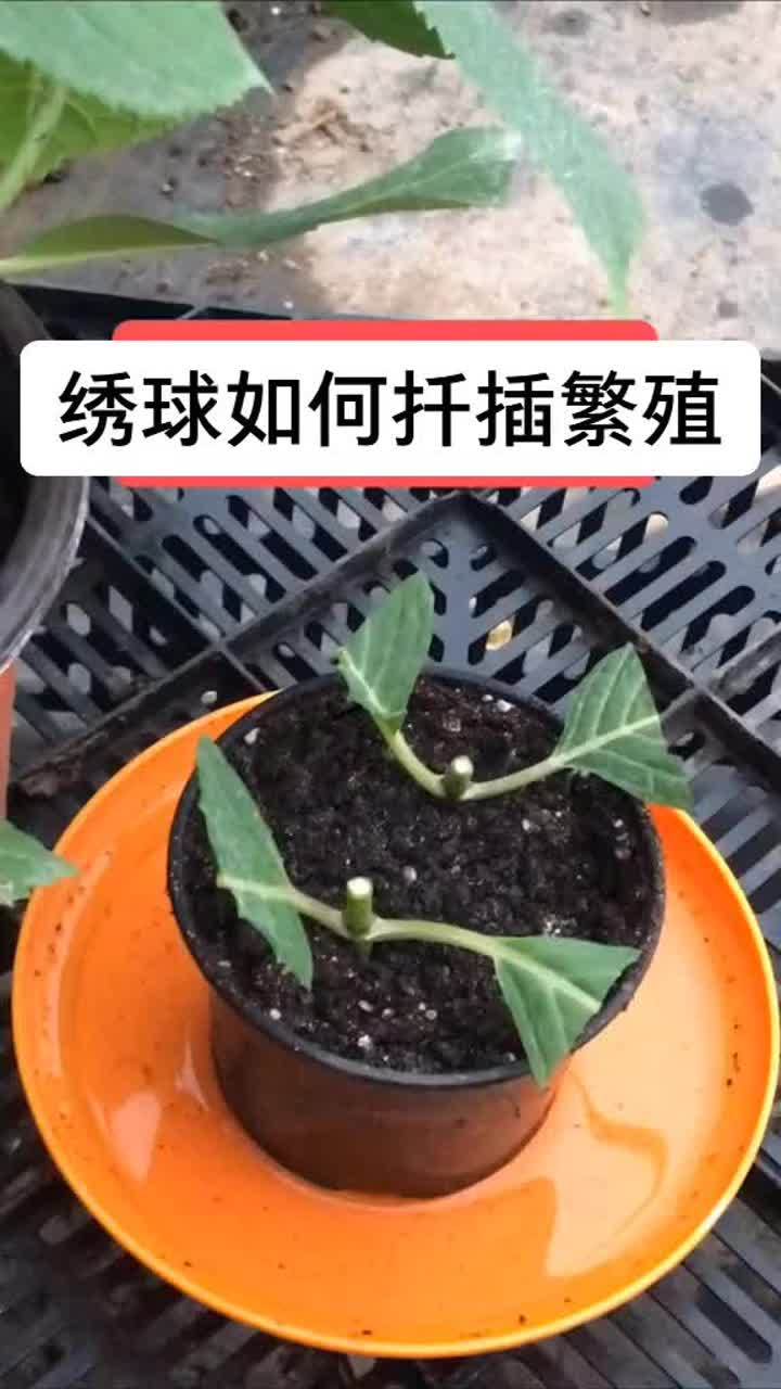 ...三角梅基地 种植 花卉绿植 养花小知识 盆景 阳台盆栽 园林绿化 蟹爪兰